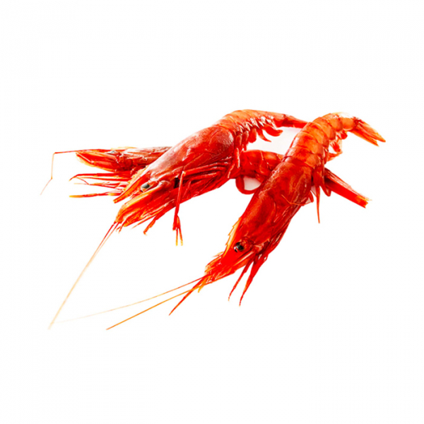 Frozen fish online wholesale | Orobica Food